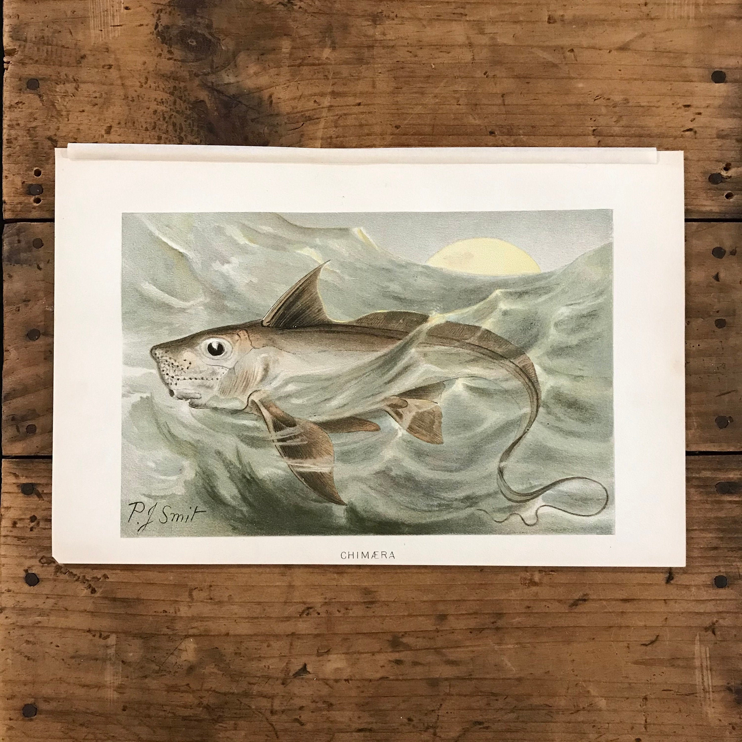 Chimaera Pup Fish