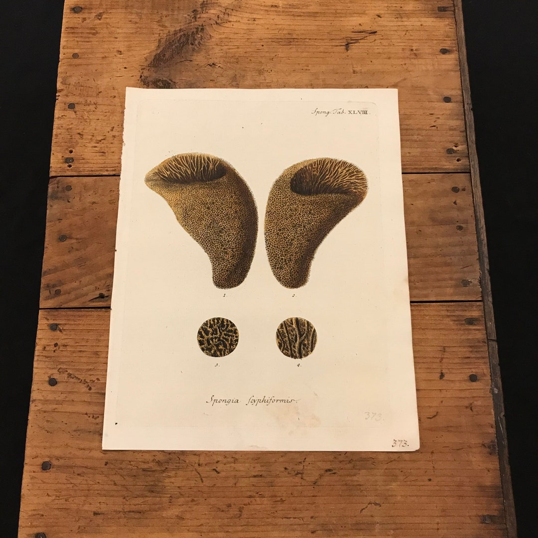 Conical Coral Rare 1791 Hand Colored Engraving Original - Etsy