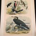 Gray Snipe and Hummingbirds Antique Print Original 1881 Color - Etsy