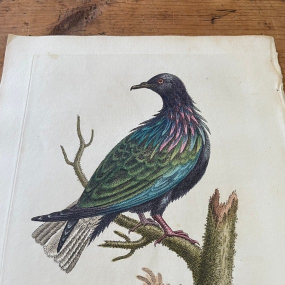 Etchings & Engravings Art & Collectibles Jardine 1835 Antique Original ...