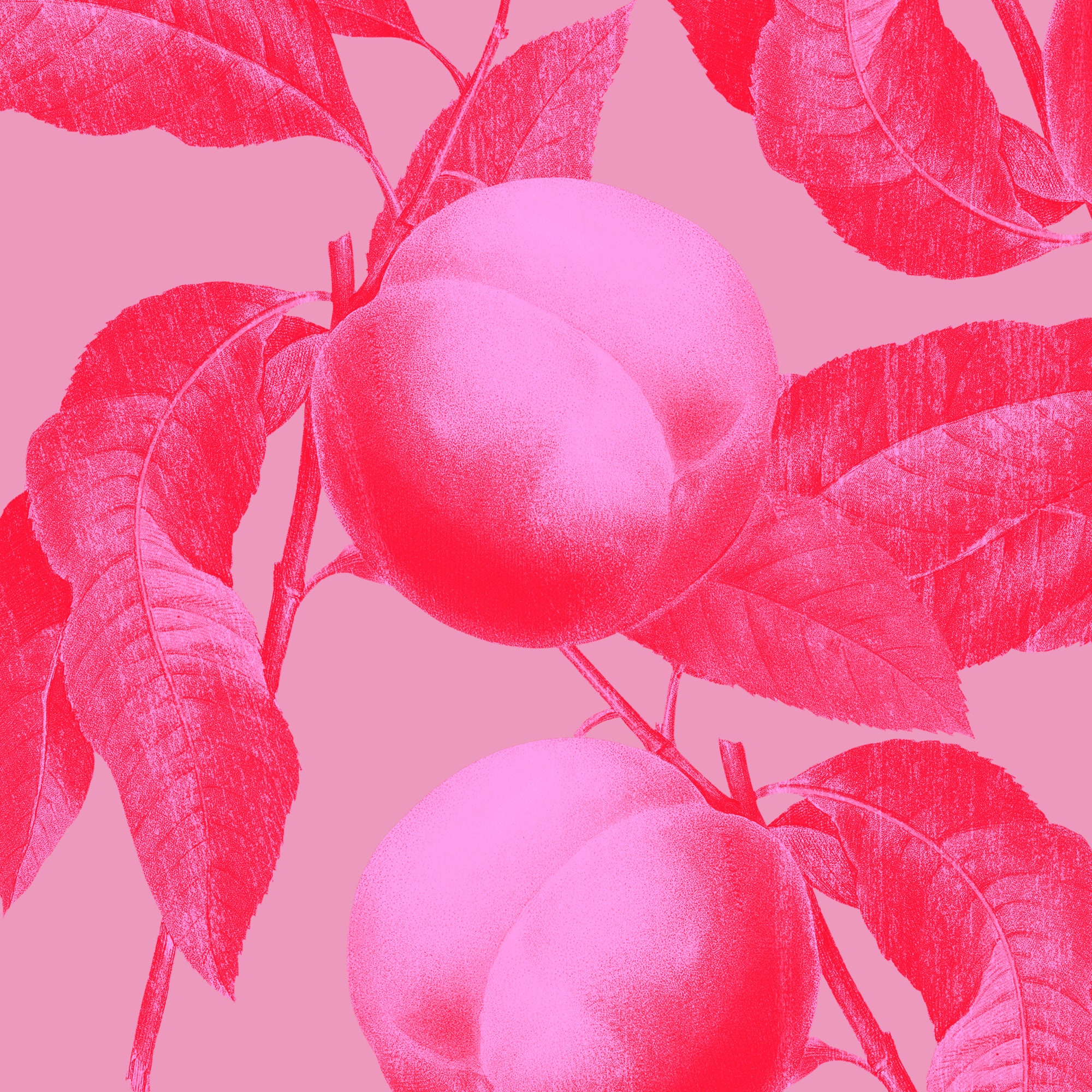 Life is Peachy/pink Wallpaper Wall Covering Art Removable - Etsy