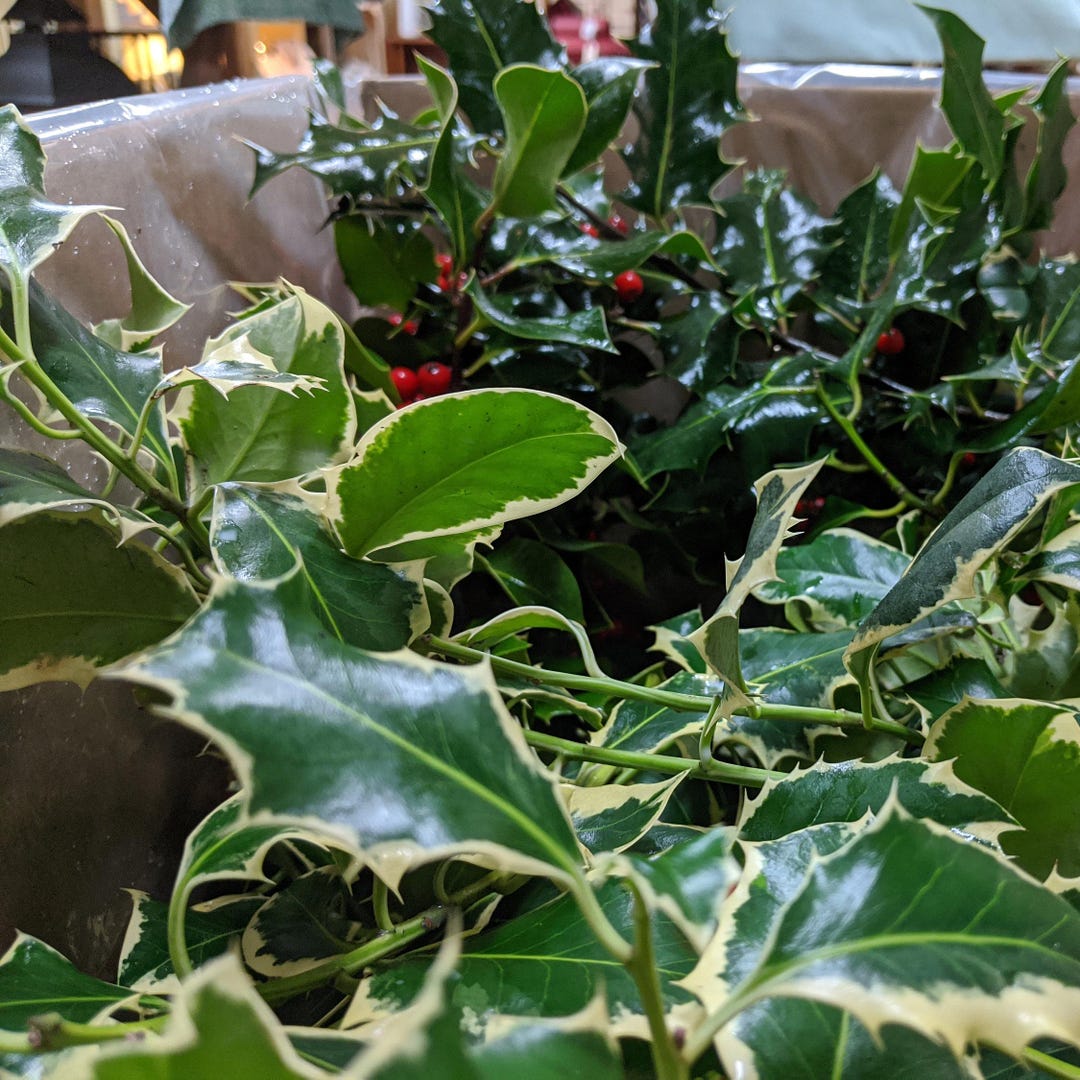 Fresh Loose Boxed Holly - Etsy UK