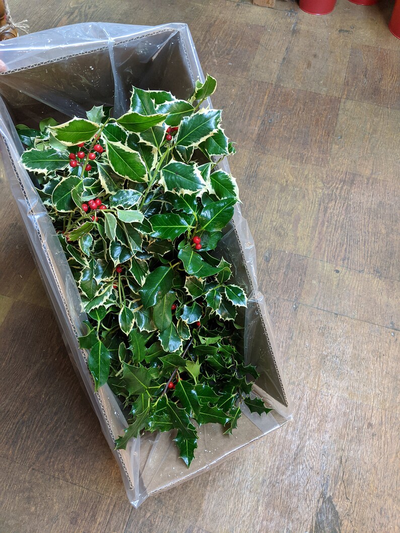 Fresh Loose Boxed Holly | Etsy