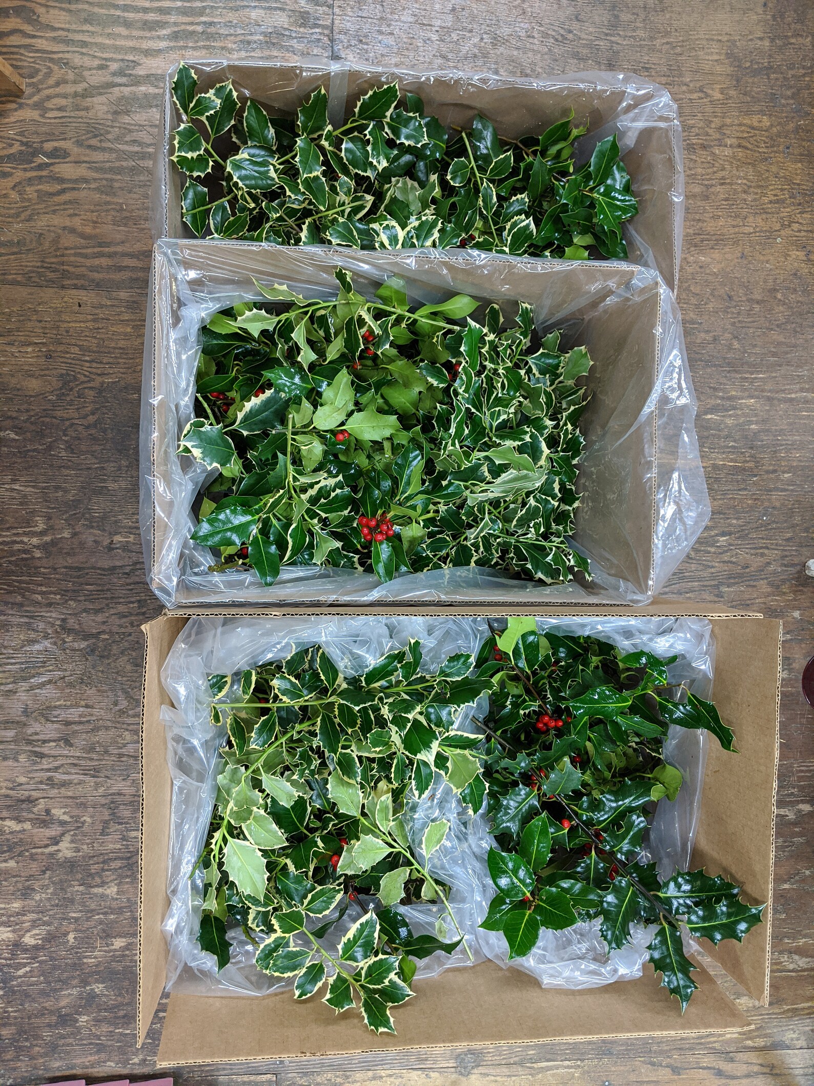 Fresh Loose Boxed Holly | Etsy