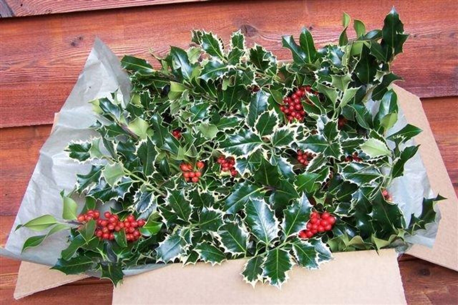 Fresh Loose Boxed Holly | Etsy