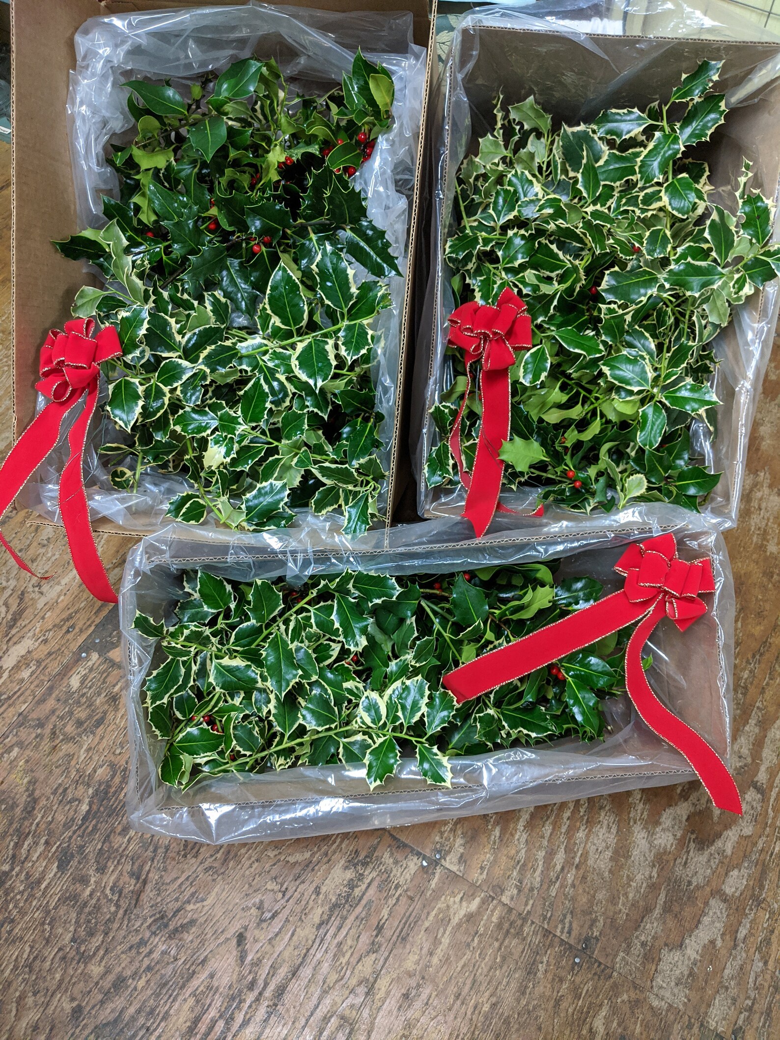 Fresh Loose Boxed Holly | Etsy