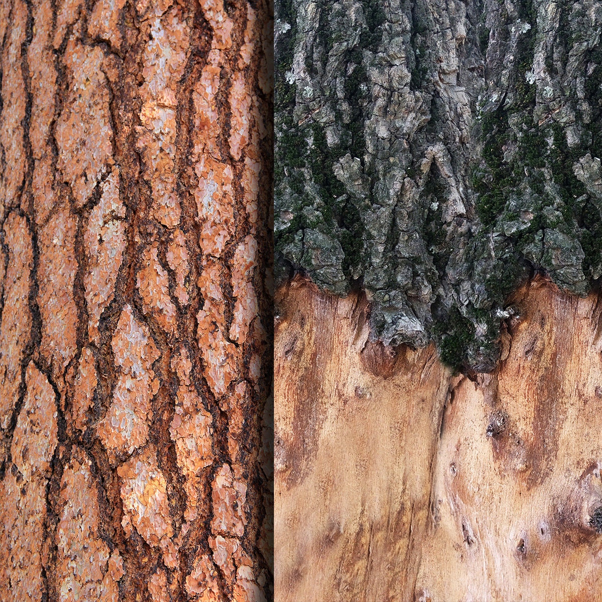 Tree Bark Digital Paper Bark Texture Instant Download Bark Background ...