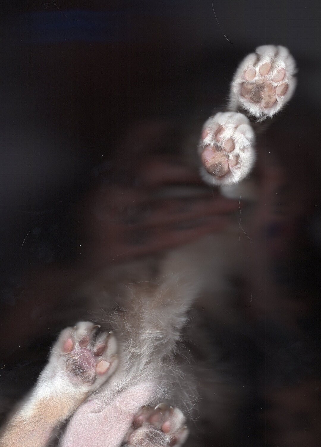 Cat Paw Scan Digital Download - Etsy