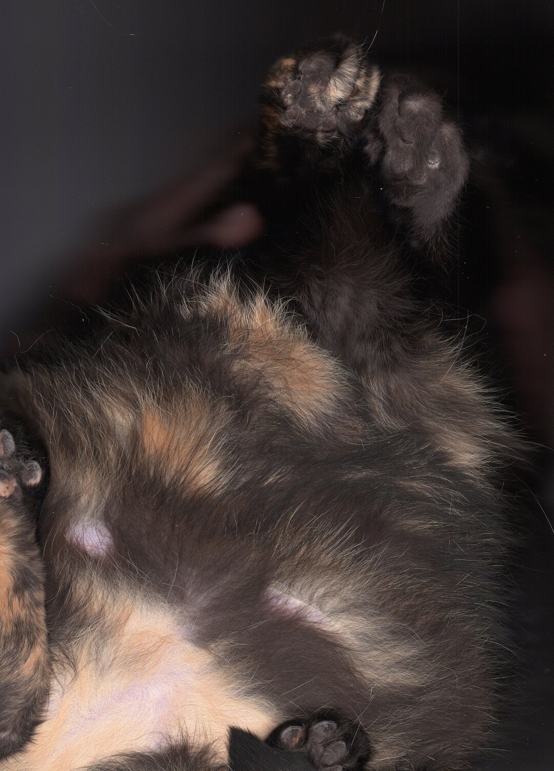 Cat Belly Digital Download - Etsy