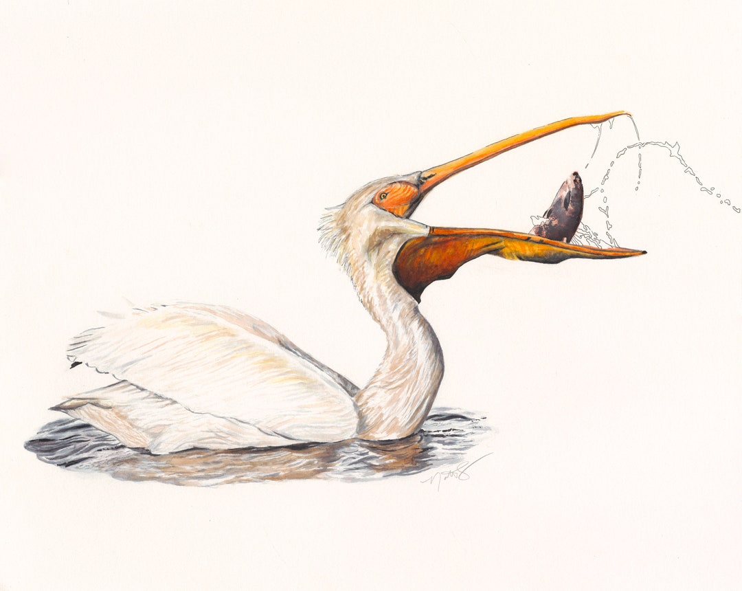 Fish Gotta Swim Birds Gotta Eat, Pelican Eating a Fish Print - Etsy