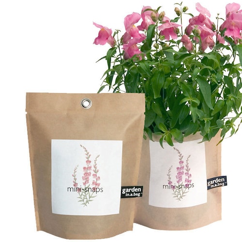 Sunflower Garden-in-a-bag Indoor Sunflower Grow Kit Easy to - Etsy