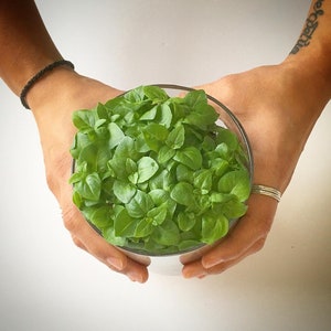 Basil Culinary Garden – Herbs – Indoor Garden – Organic – Gift ...