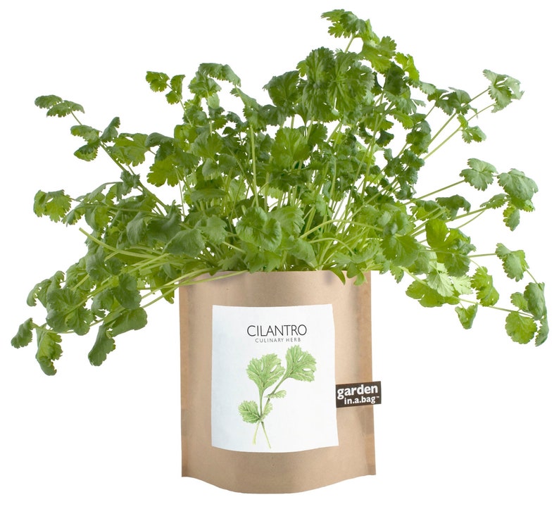 Cilantro Garden-in-a-bag Cilantro Grow Kit Self Contained - Etsy