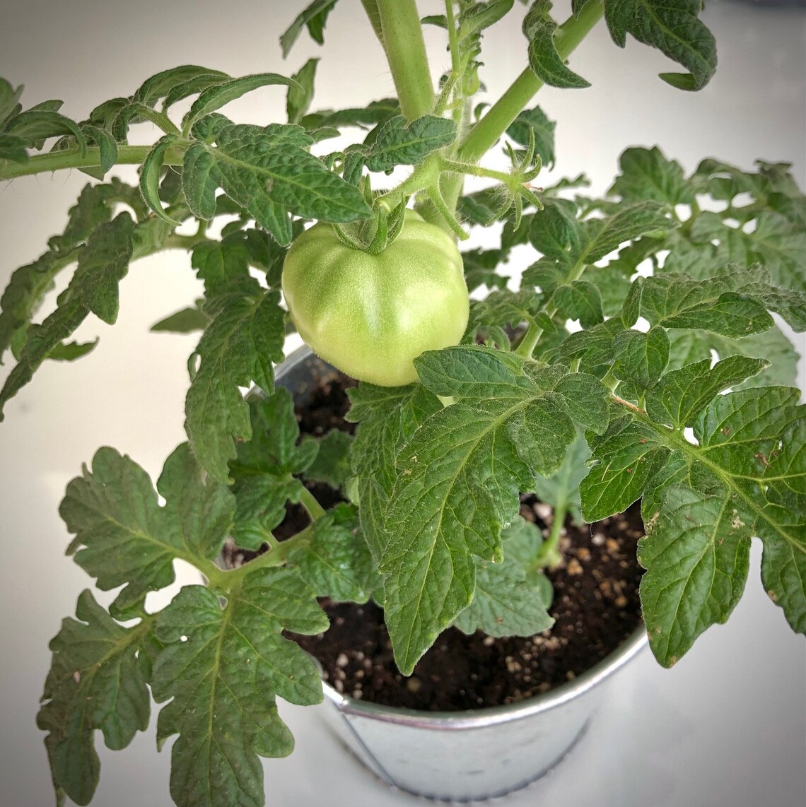 Tomato Pail Tomato Grow Kit Self Contained Grow Kit Eco | Etsy