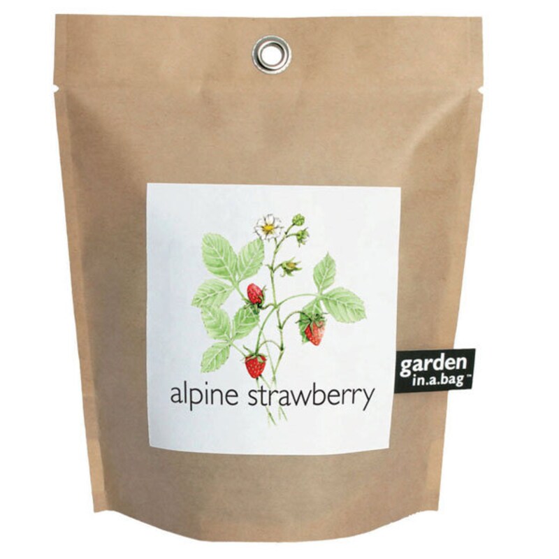 Alpine Strawberry - Etsy
