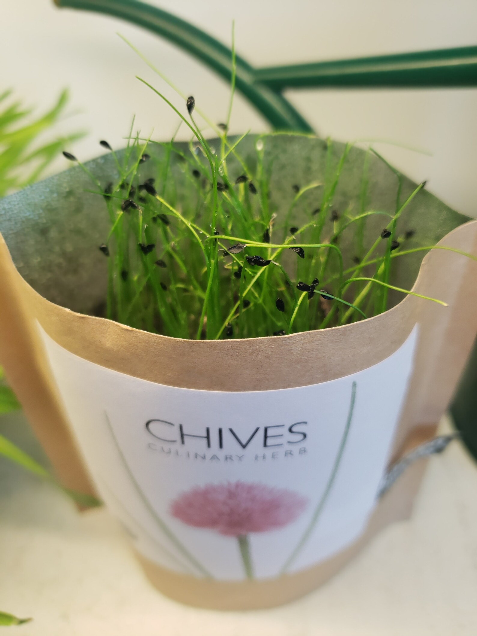Chives Garden-in-a-bag Self Contained Grow Kit Eco - Etsy