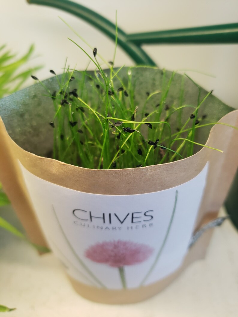 Chives Garden-in-a-bag Self Contained Grow Kit Eco | Etsy