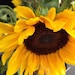 Sunflower Garden-in-a-bag | Indoor Sunflower Grow Kit, Easy to Grow ...
