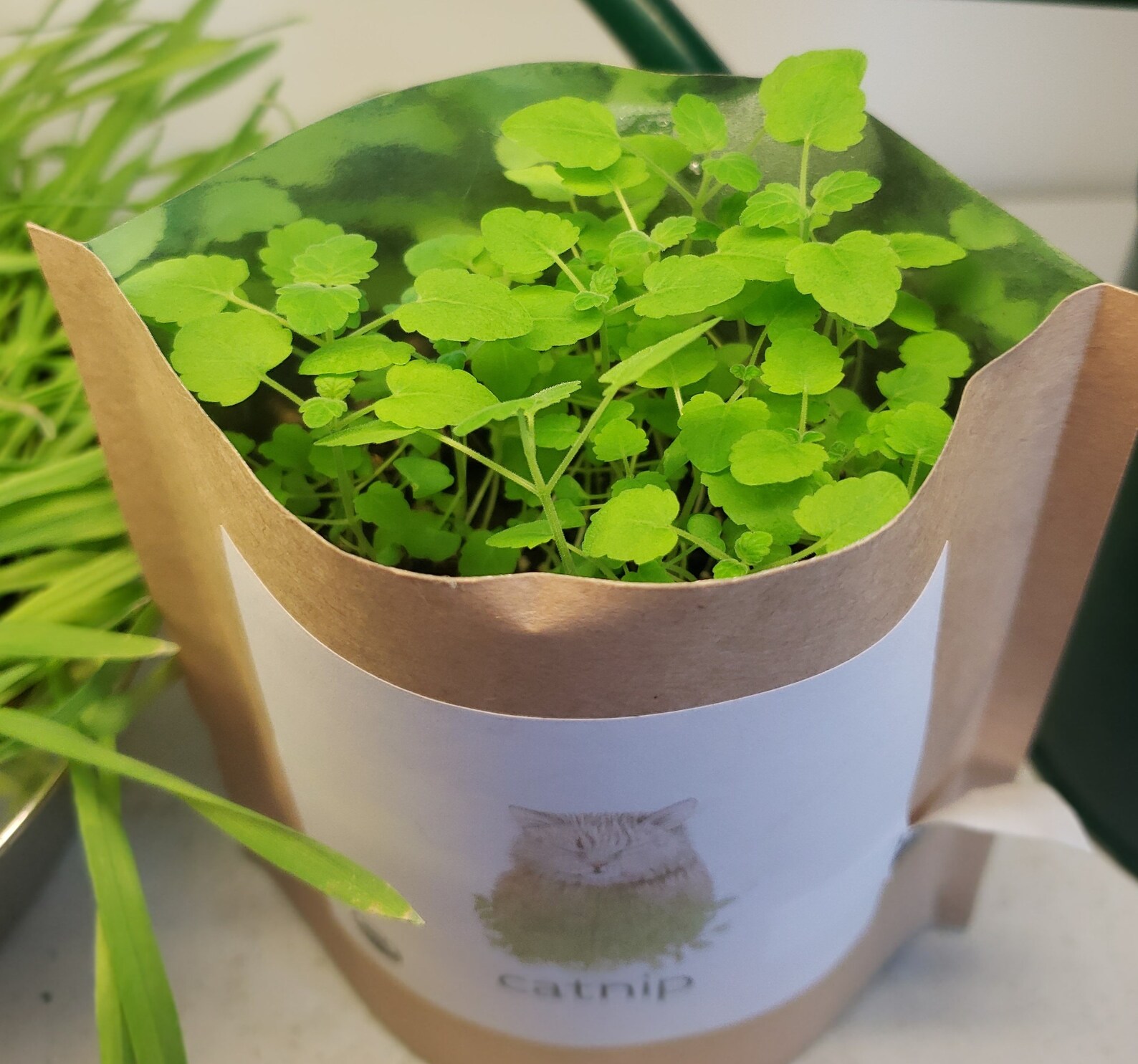 Catnip Garden-in-a-bag | Year-round Indoor Catnip Garden – Eco-friendly ...