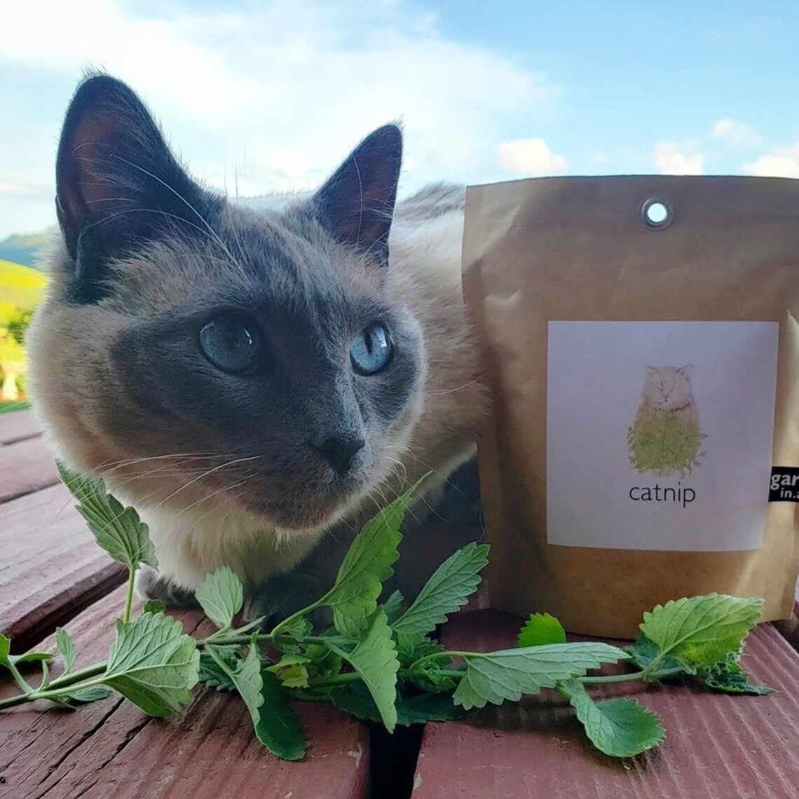 Catnip Garden-in-a-bag | Year-round Indoor Catnip Garden – Eco-friendly ...