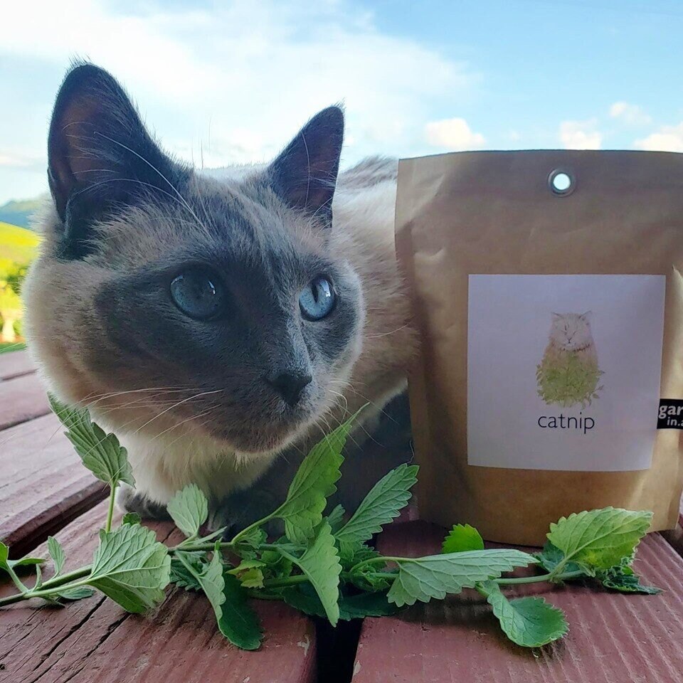Catnip Garden-in-a-bag | Year-round Indoor Catnip Garden – Eco-friendly ...
