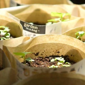 Cilantro Garden-in-a-bag | Cilantro Grow Kit– Self Contained – Eco ...