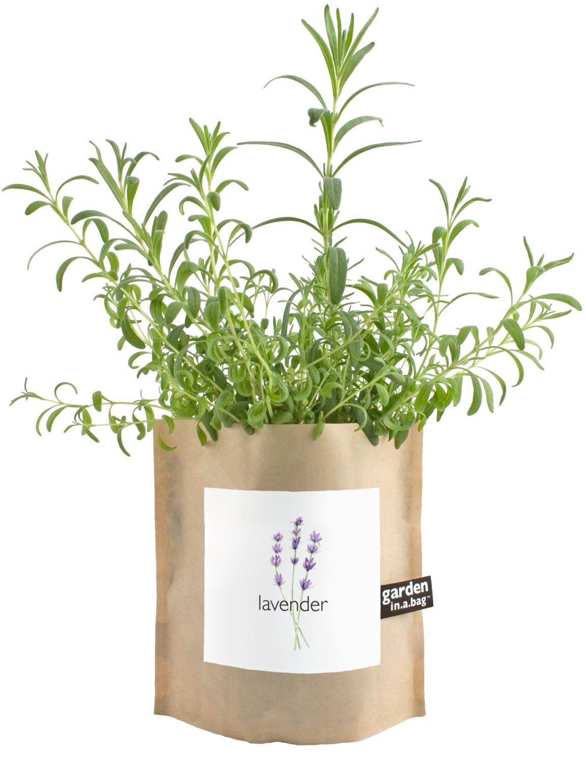 Lavender Garden-in-a-bag | Culinary Lavender Indoor Grow Kit - Grow ...