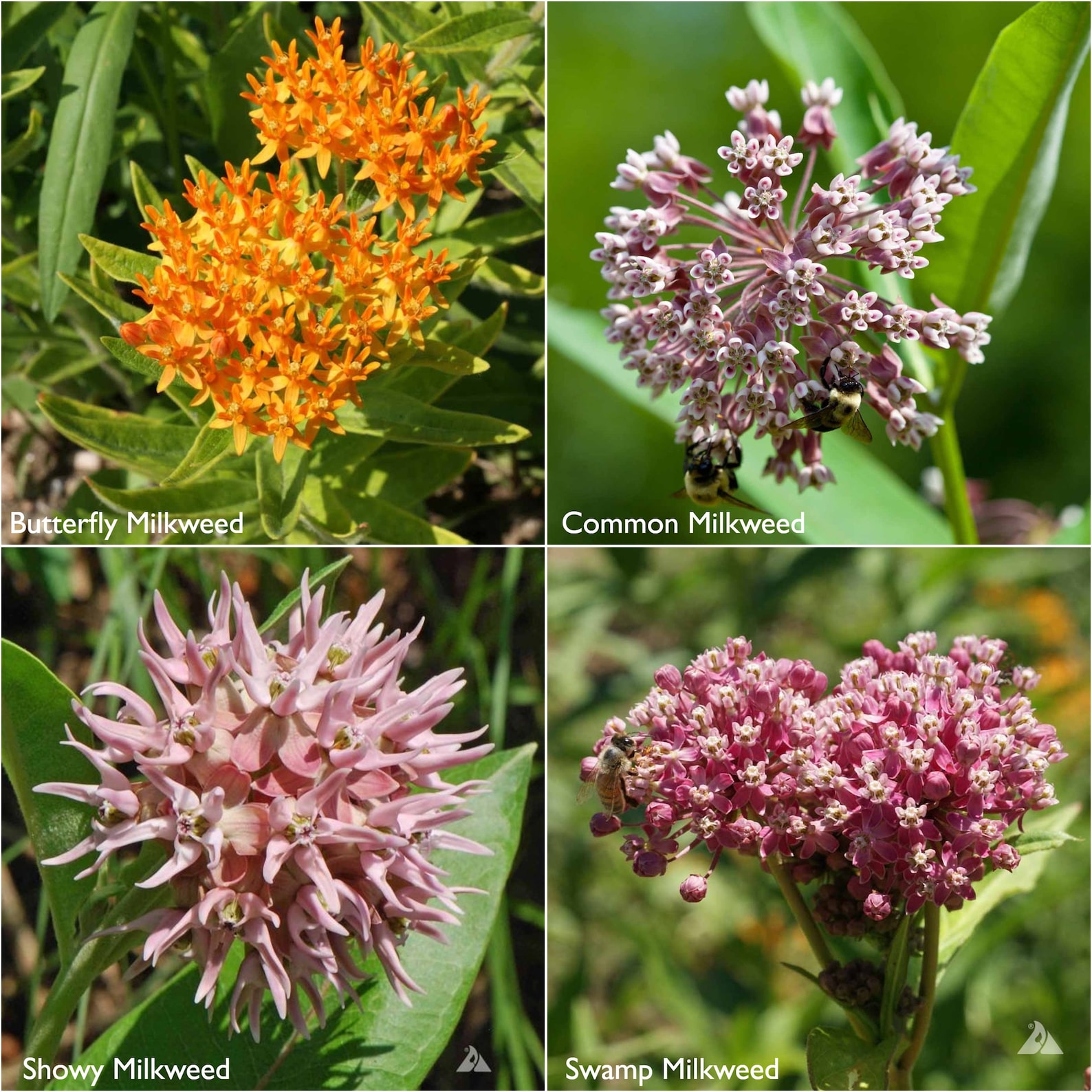 Monarch Milkweed Scatter Garden | Four Varieties of Milkweed and Nectar ...