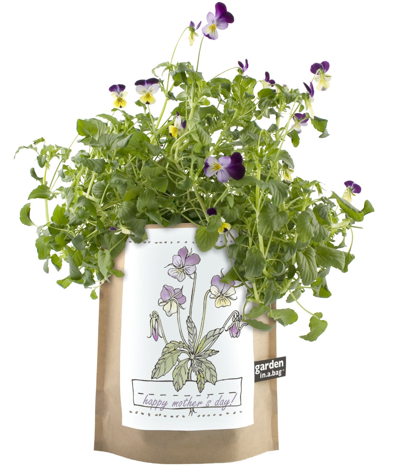 Kids Viola Garden in a Bag Grow Kit Eco friendly Gifts | Etsy