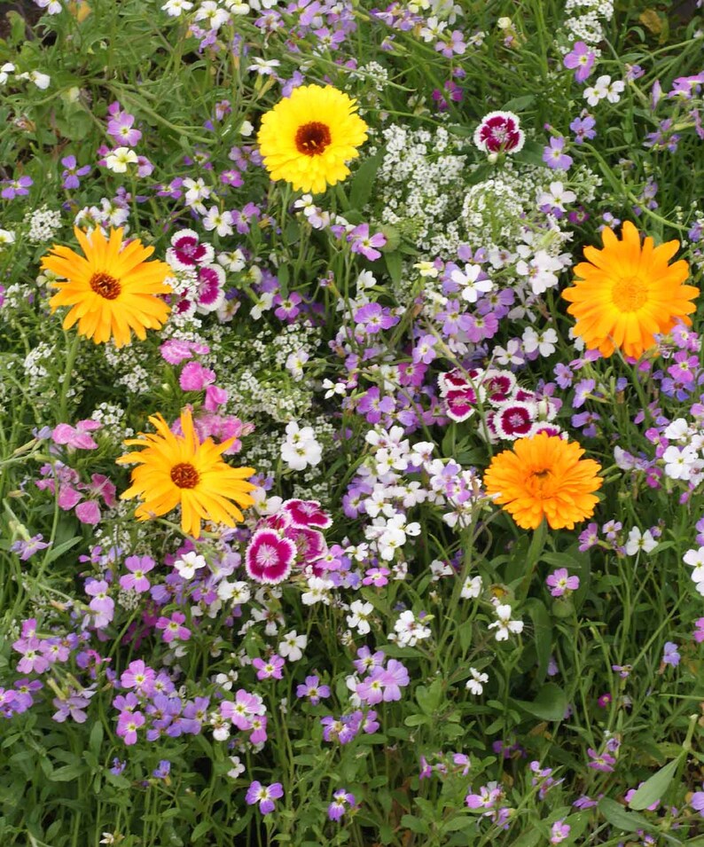 Fragrant Flower Scatter Garden A Collection of Flowers Known - Etsy