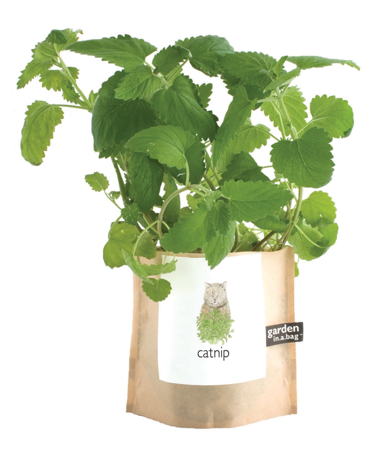 Catnip Garden-in-a-bag | Year-round Indoor Catnip Garden – Eco-friendly ...