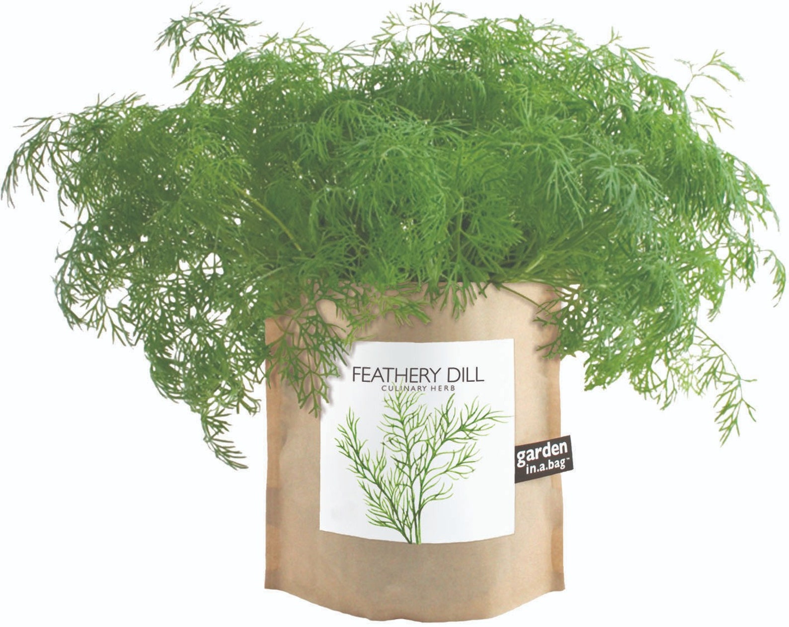 Dill Garden in a Bag – Indoor Garden Gift – Indoor Herb Garden Kit ...