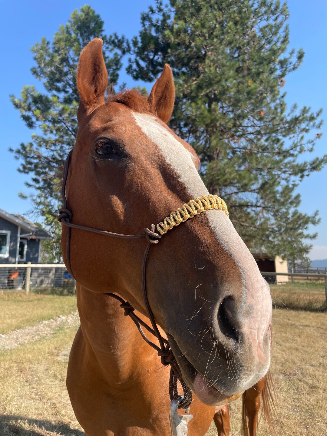 Honeycomb Yellow Rope Horse Halter, Brown Paracord Horse Tack, Gift for ...