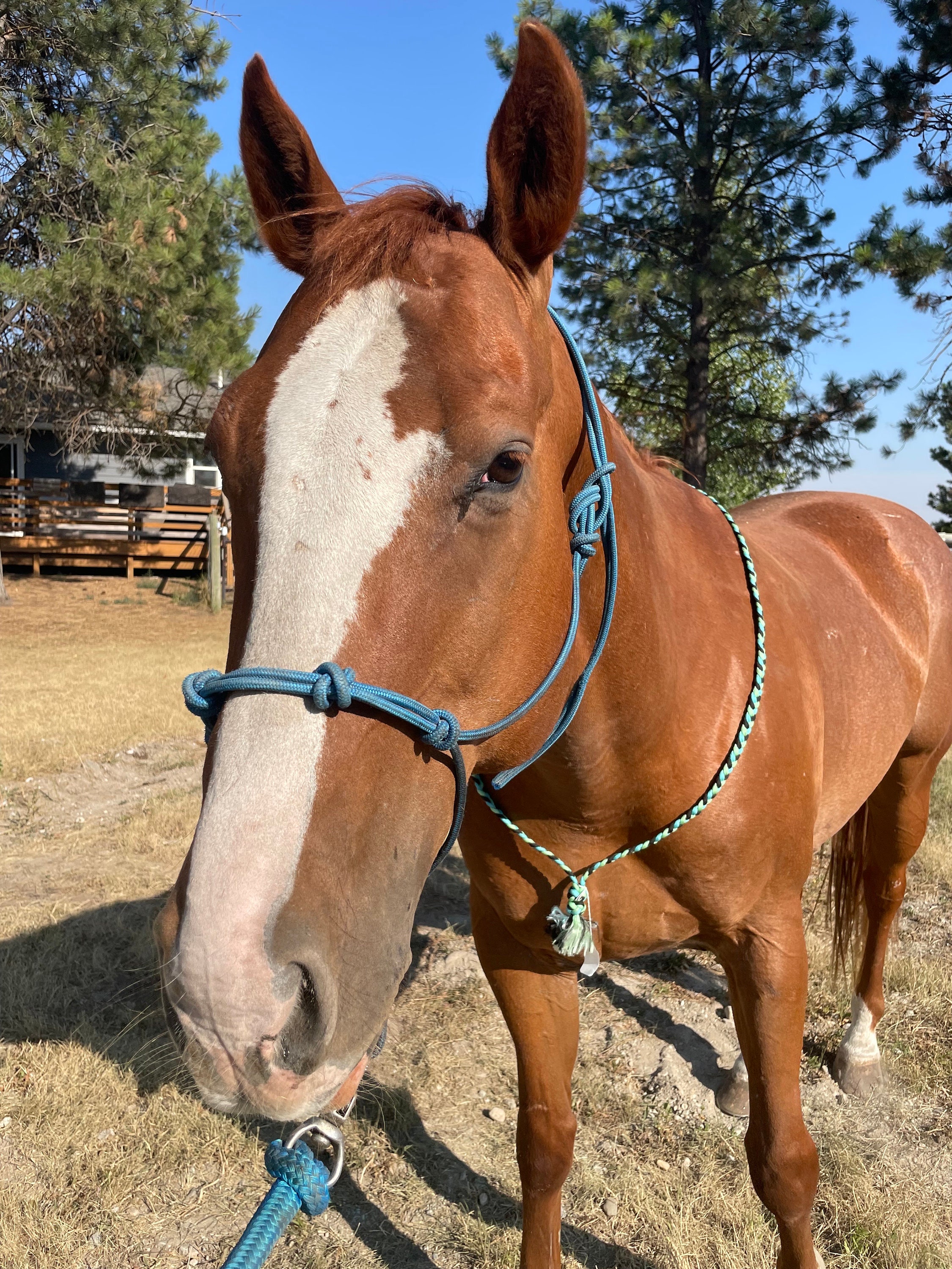 Green Neck Rope, Neck Rope, Horse Neck Rope, Paracord Neck Rope ...