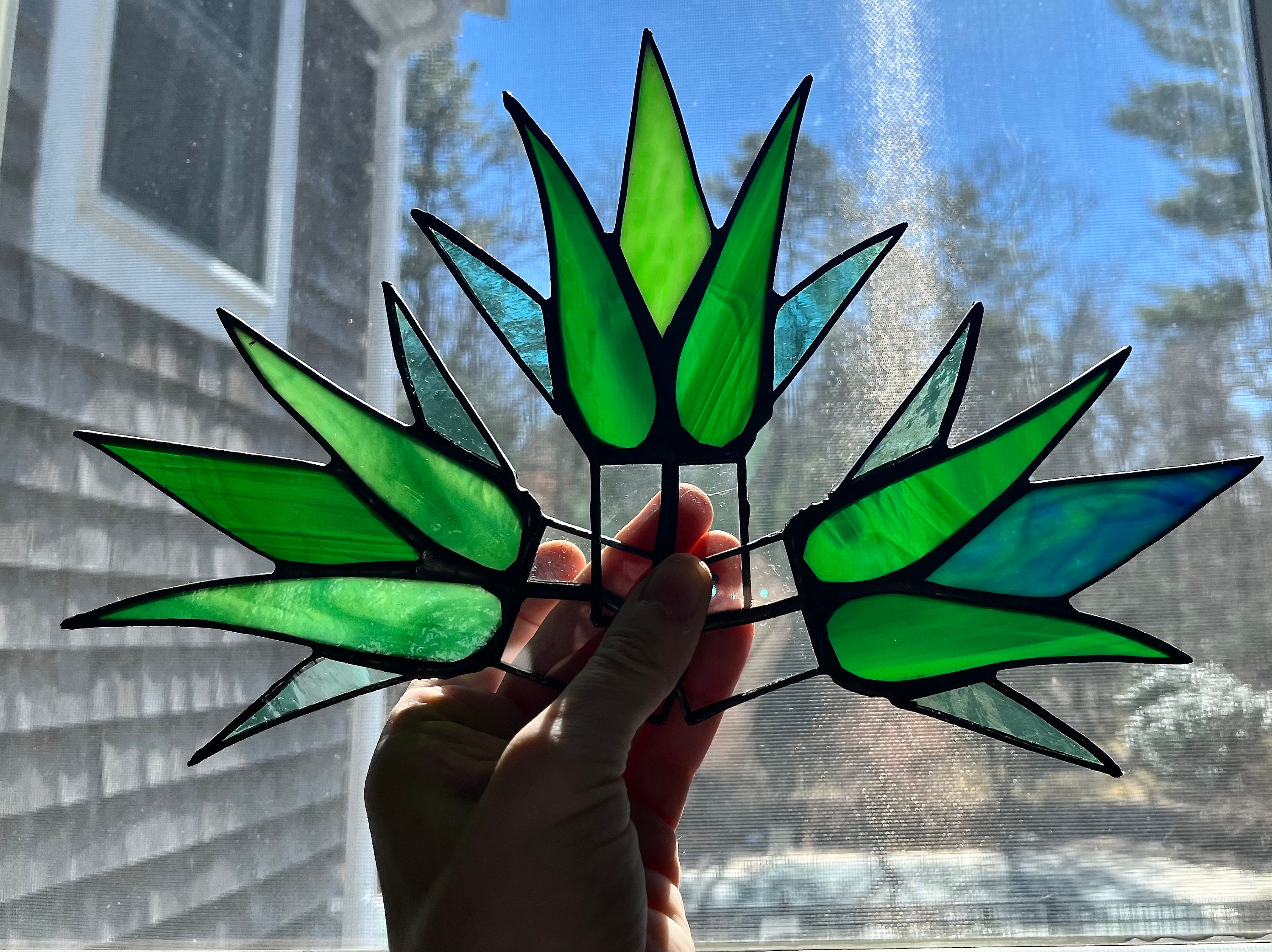 Stained Glass Agave "spiky" Aloe PLANT ONLY | Stained Stain Glass Agave ...