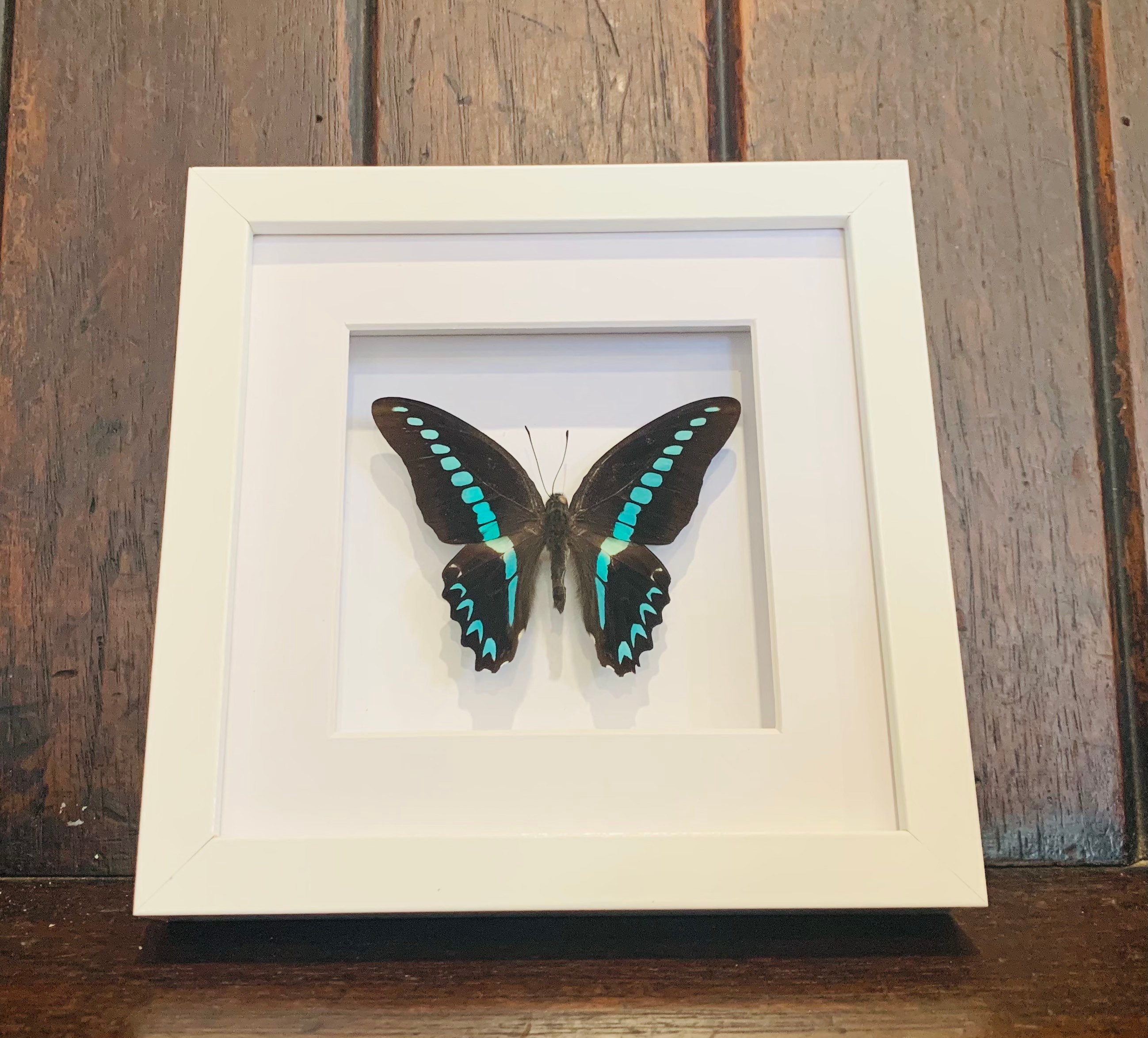 Real Blue Jay Butterfly, Graphium Milon Anthedon in a White Shadow Box ...