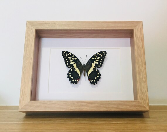 Real Checkered Swallowtail butterfly in a wood style Shadow | Etsy