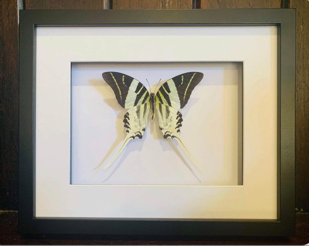 Real Butterfly, Giant Swordtail Graphium Androcles in a Black and White ...