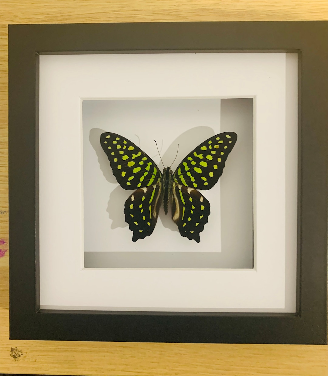 Real Green Spotted Triangle Butterfly in a Black Shadowbox Frame ...