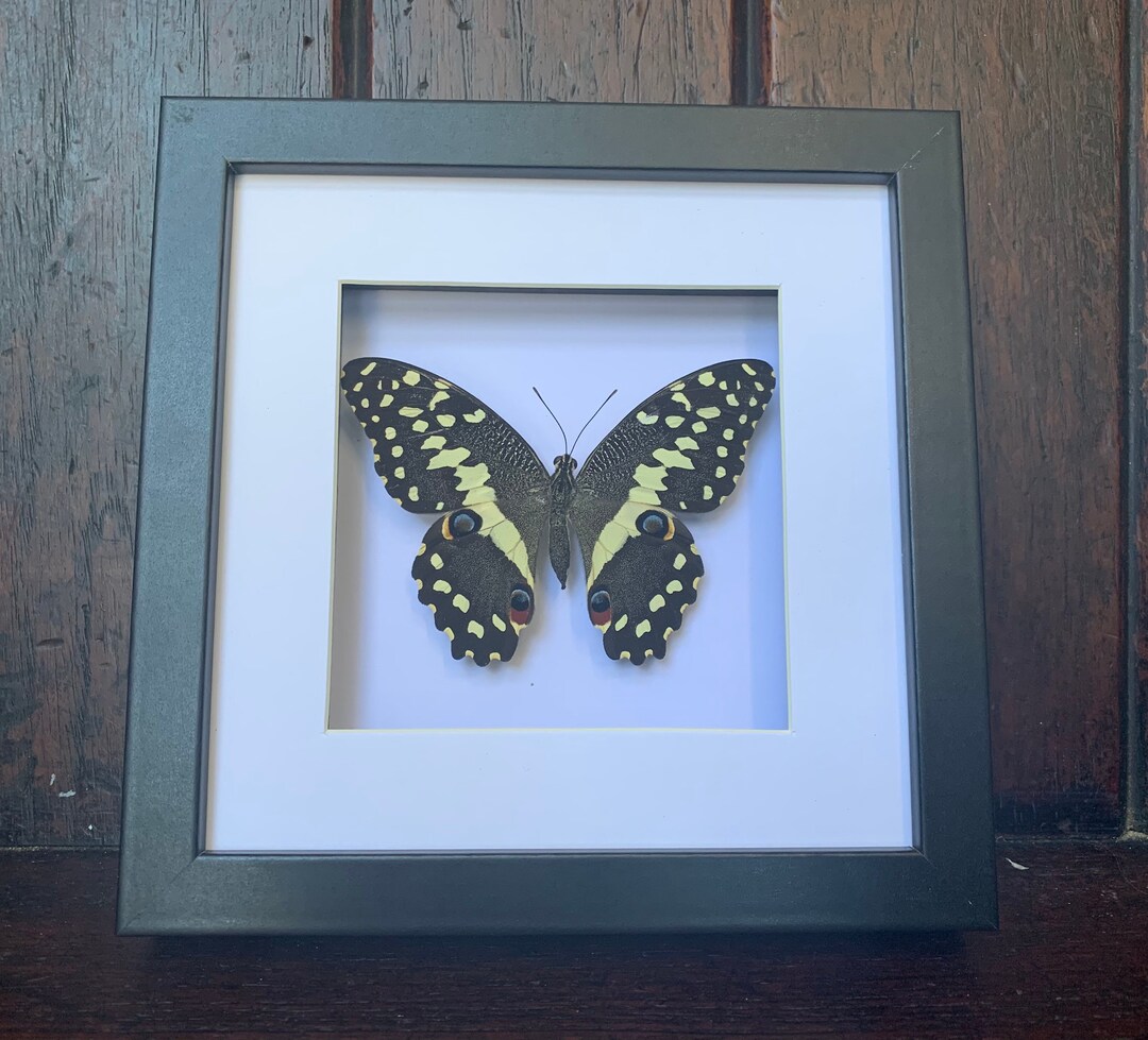 Real Checkered Swallowtail Butterfly in a Black and White Shadow Box ...