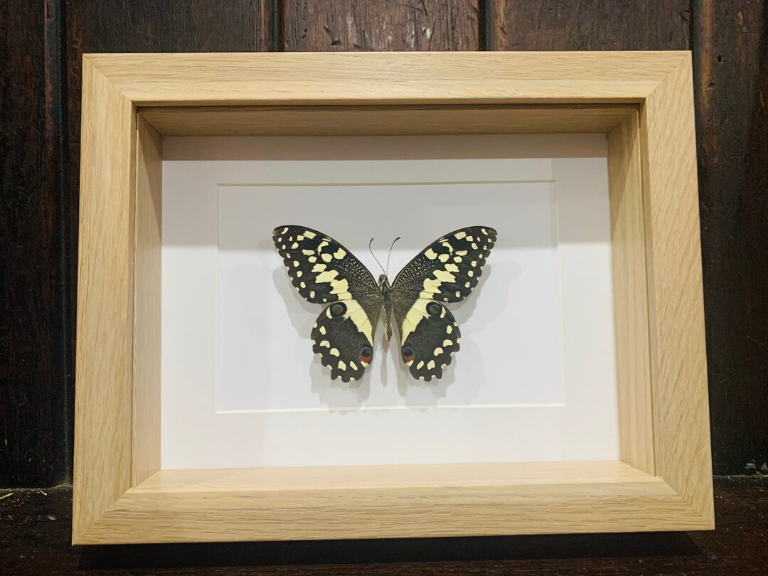 Real Checkered Swallowtail Butterfly in a Wood Style Shadow Box Frame ...
