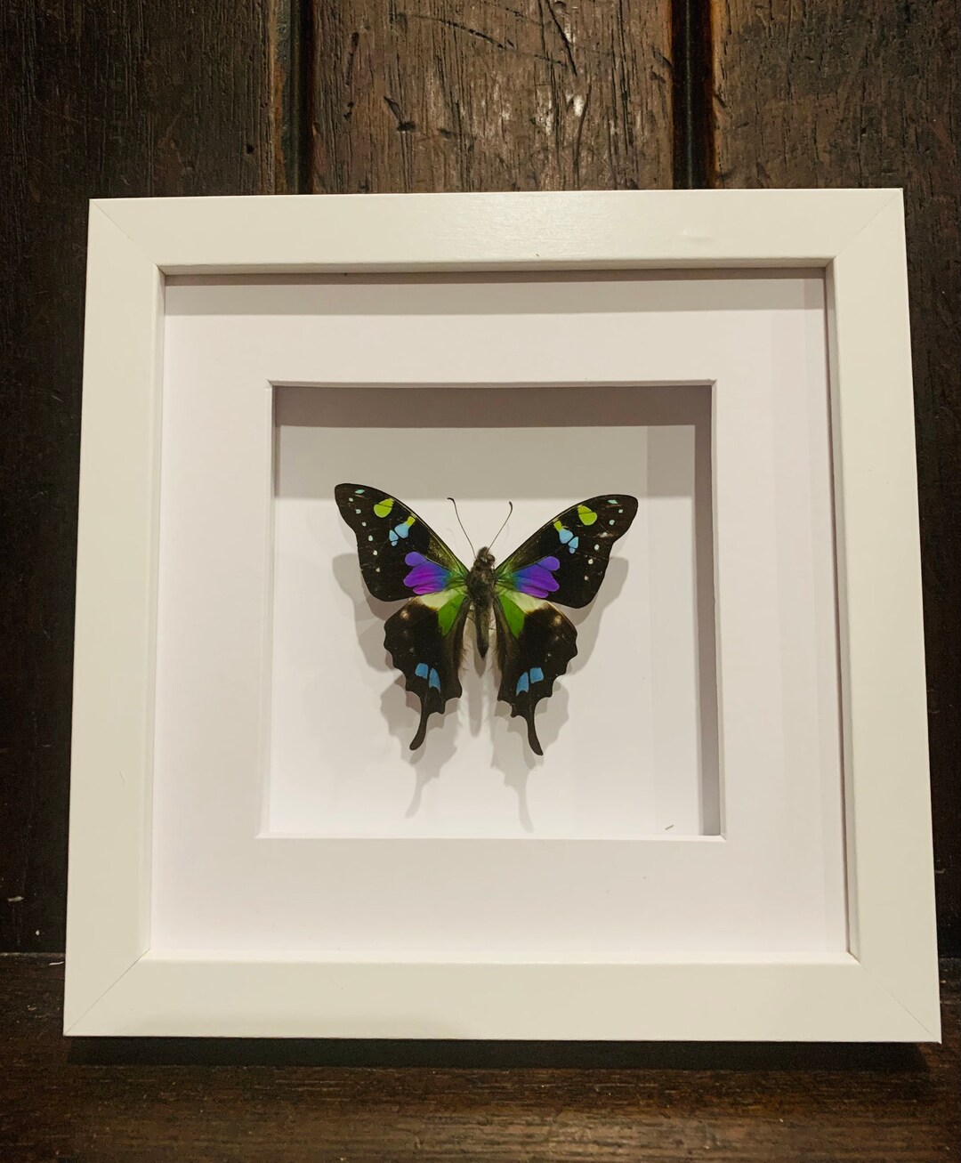 Real Purple Spotted Swallowtail Butterfly, Graphium Weiskei in a White ...