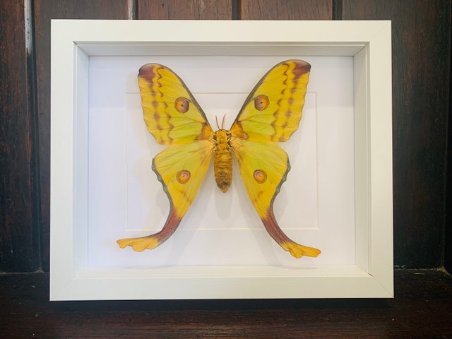 Butterfliesinframes - Etsy