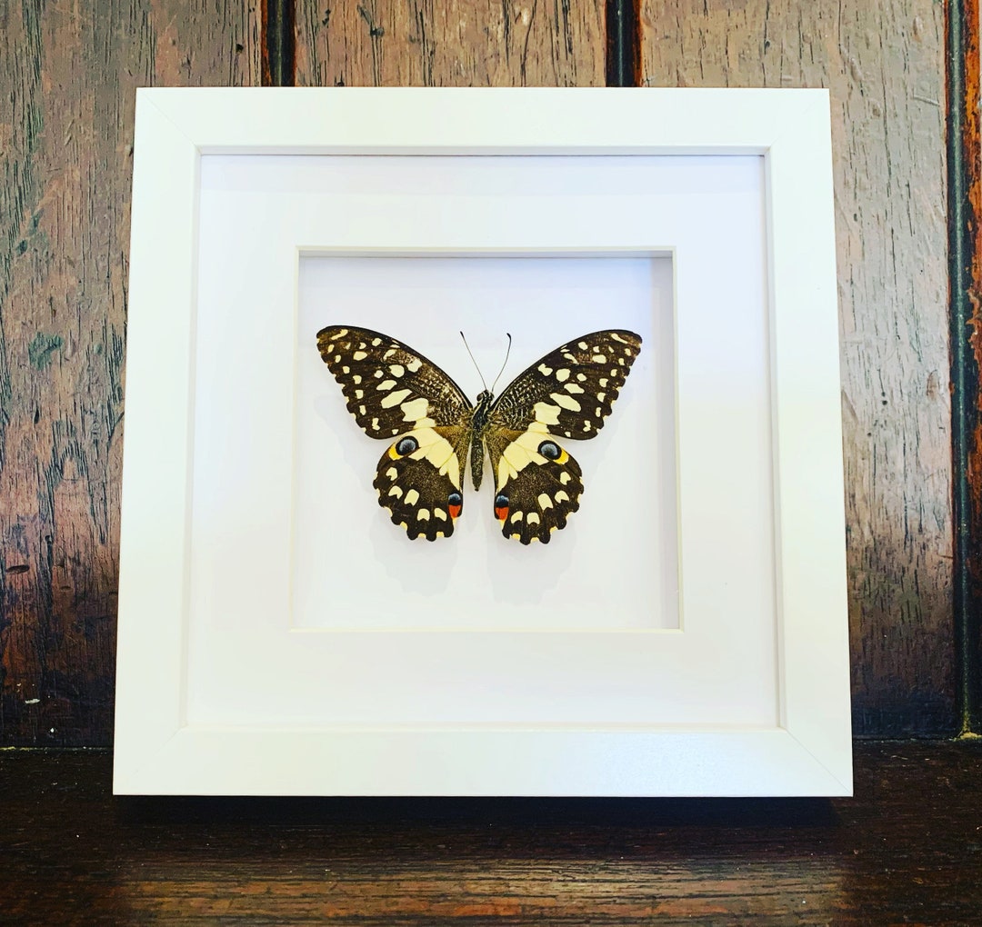 Real Checkered Swallowtail Butterfly in a White Shadow Box Frame ...