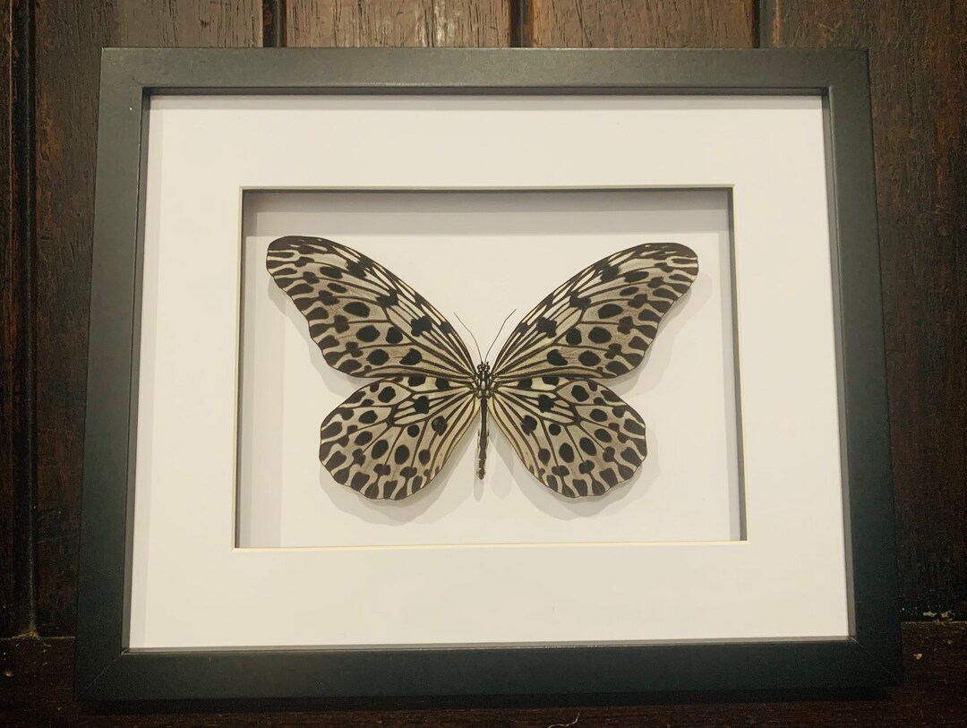 Real Amazing Framed Giant Tree Nymph, Idea Lynceus in a Black and White ...