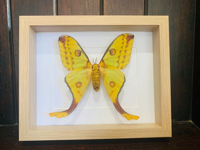 Butterfliesinframes - Etsy