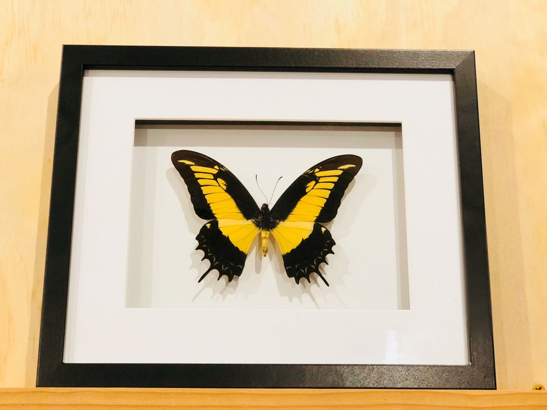 Real Queen Swallowtail, Papilio Androgeus in a Black and White ...