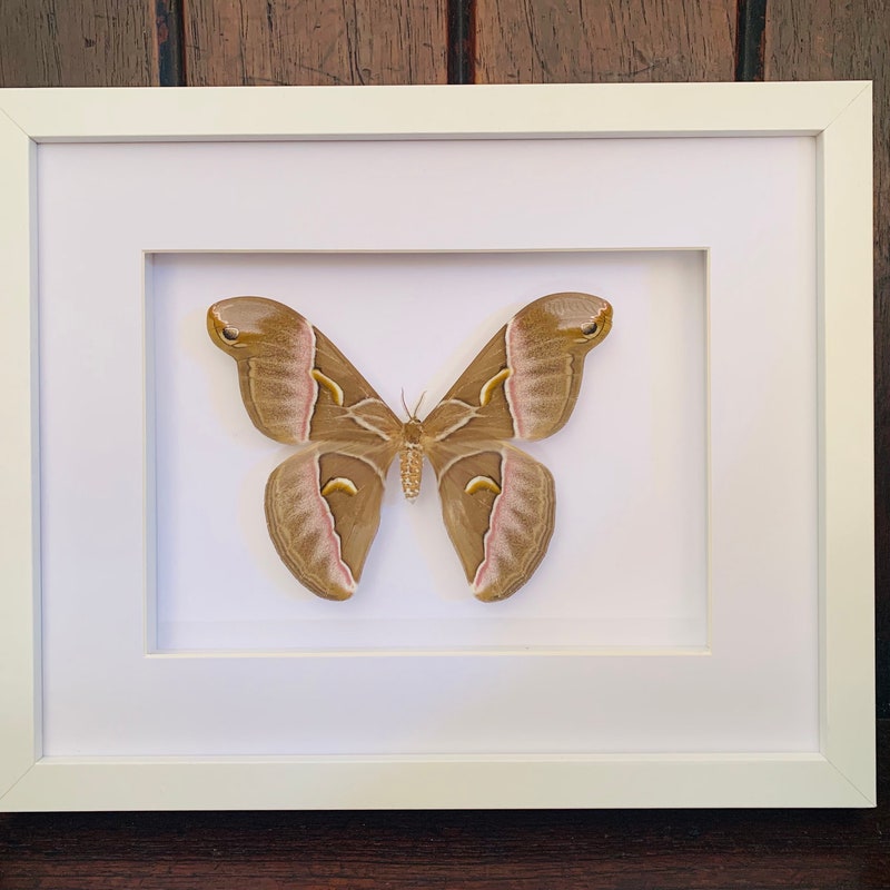 Butterfliesinframes - Etsy