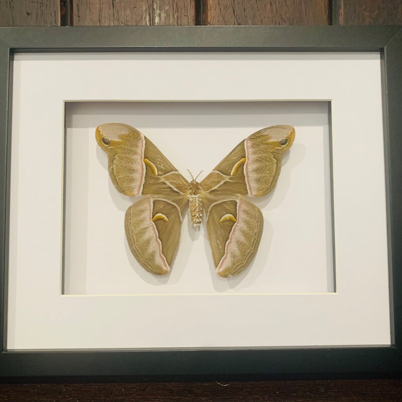 Butterfliesinframes - Etsy