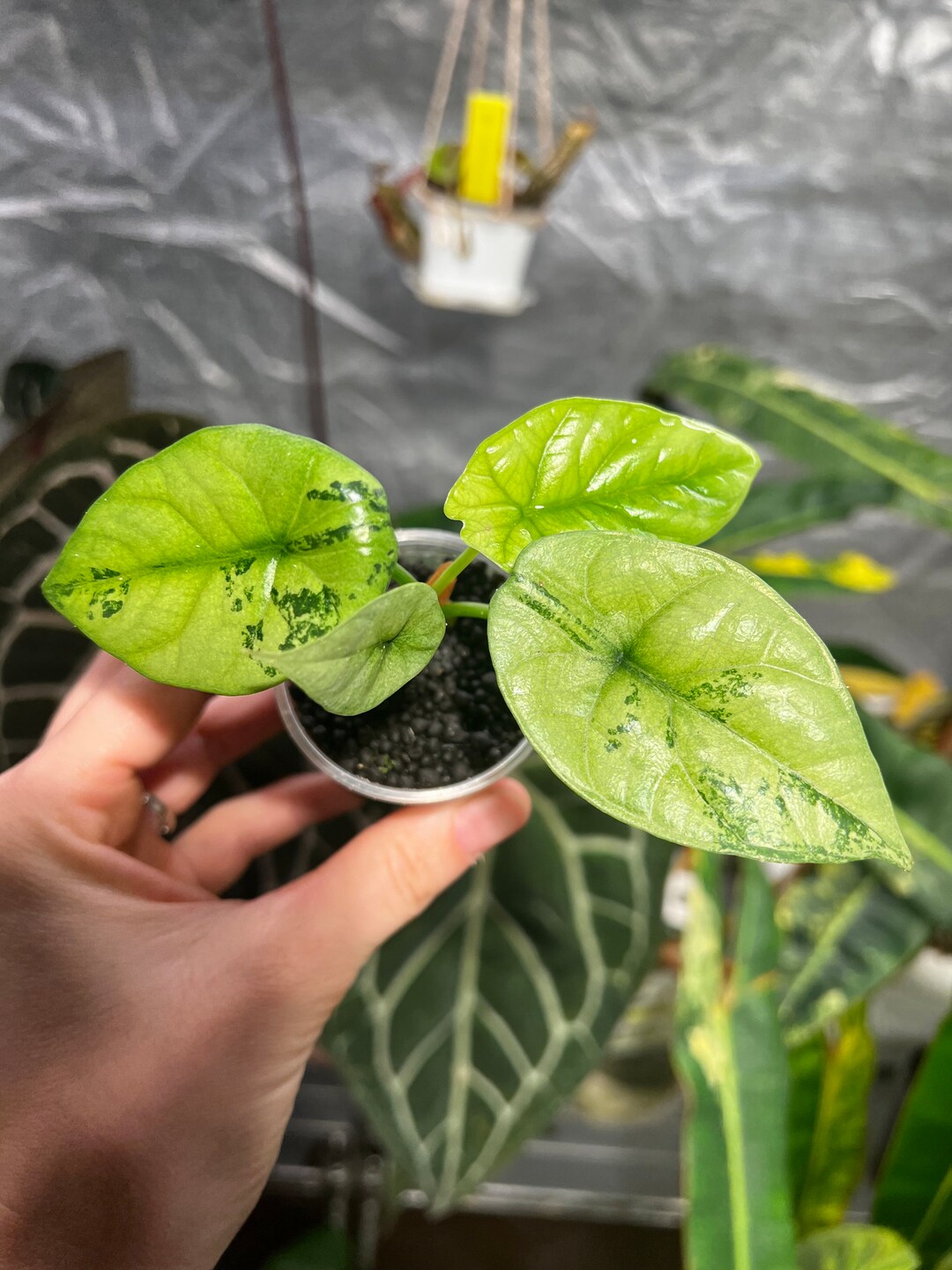Alocasia Sinuata Albo/mint Pup - Etsy